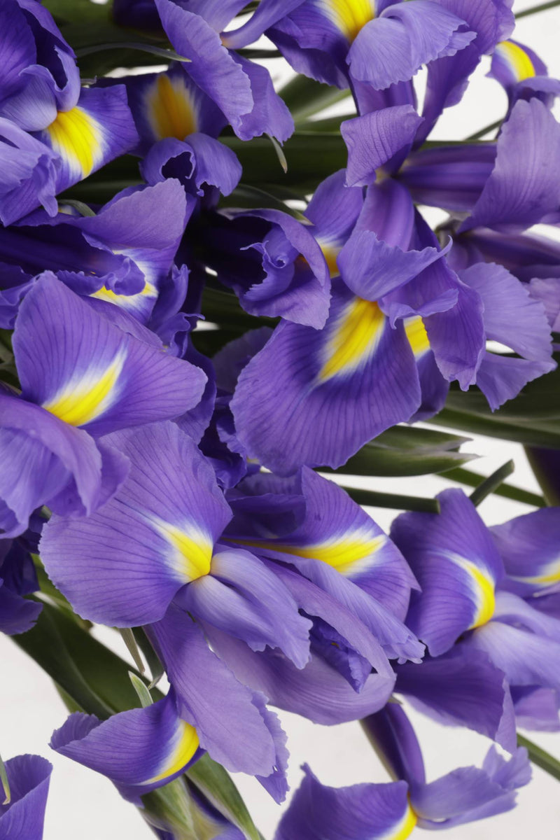 Iiris sininen 25 kpl – Bluumis